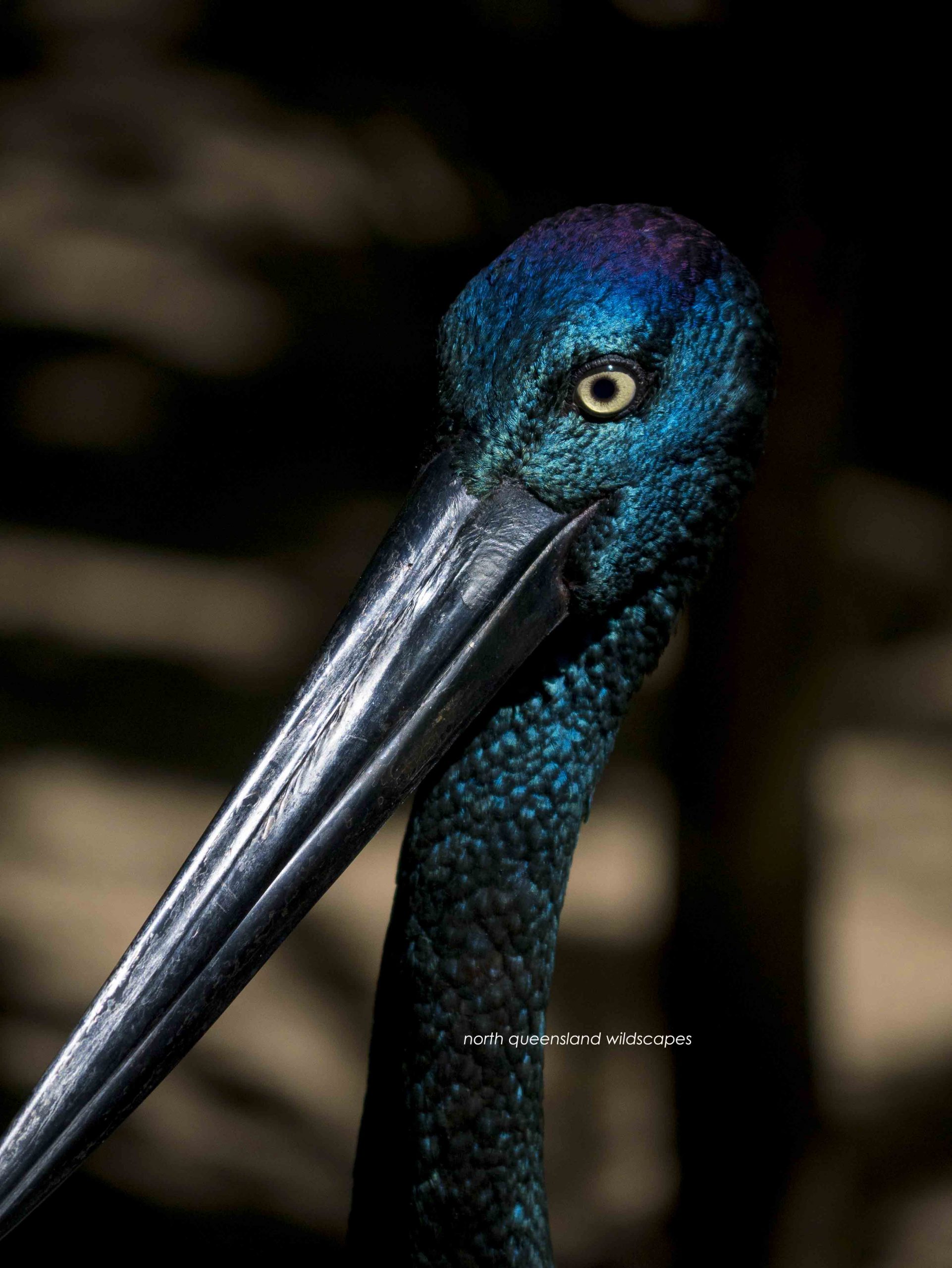 Wildlife Birds | NQ_Wildscapes