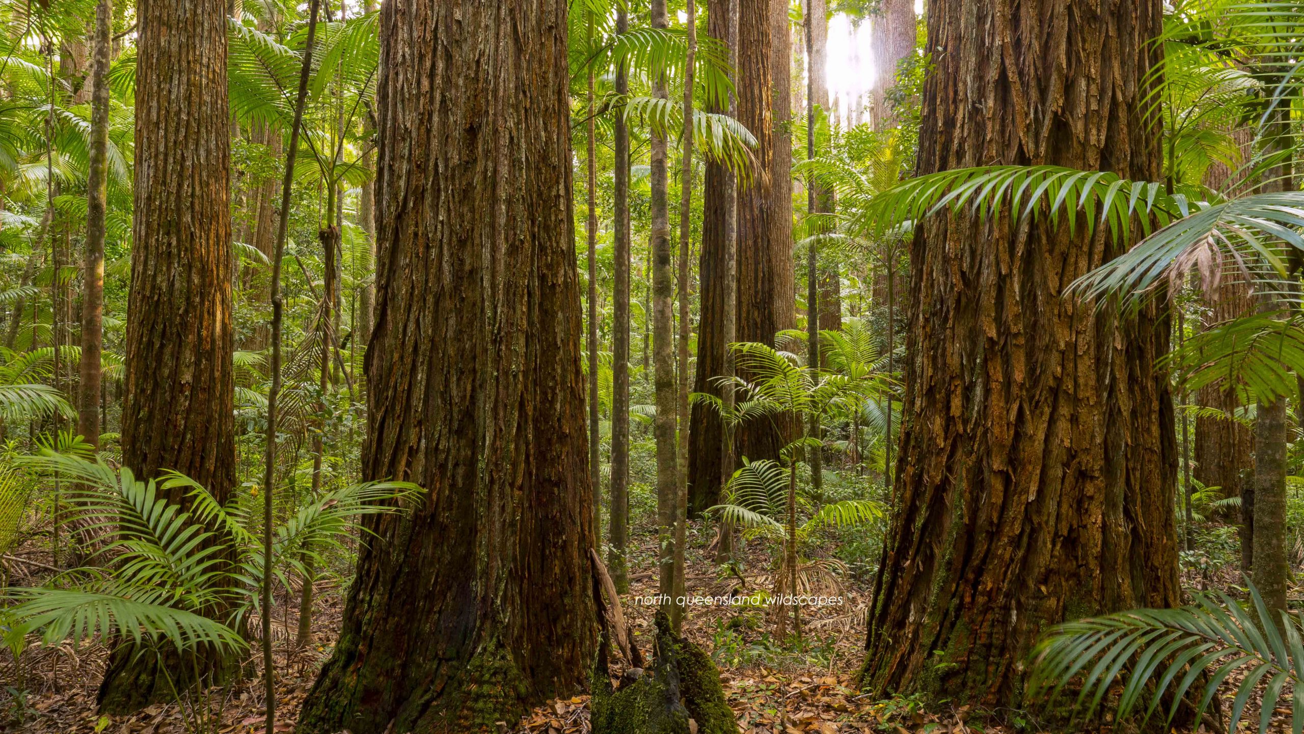 Fraser Island Central Station | NQ_Wildscapes